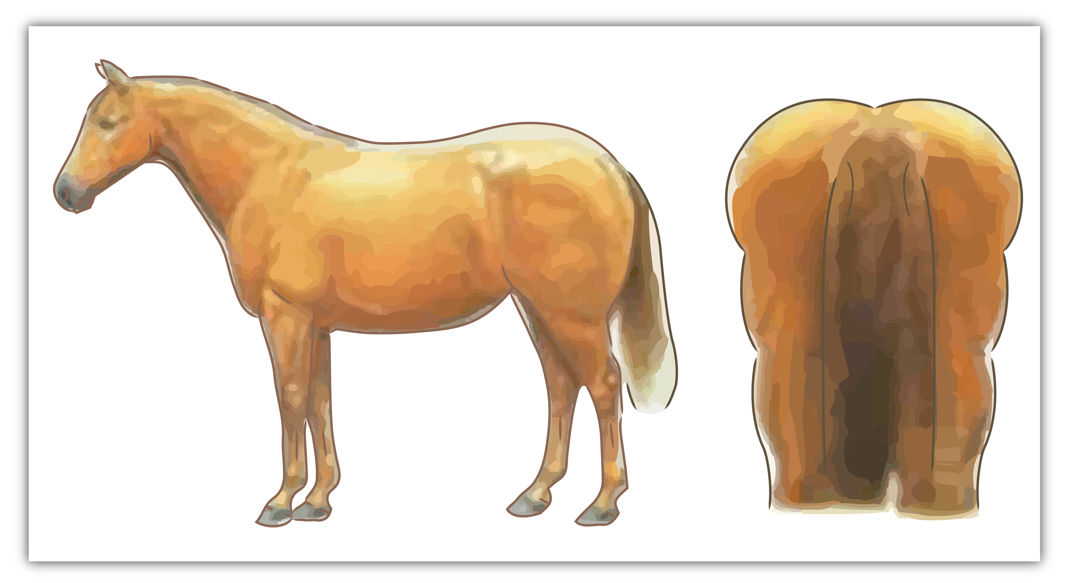 Dodson and Horrell - Helping your Horse reach right weight | Dodson Horrell